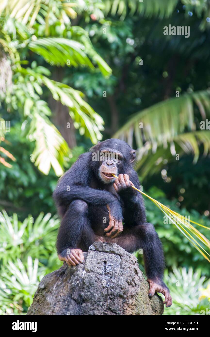 Primate tool use hi-res stock photography and images - Alamy