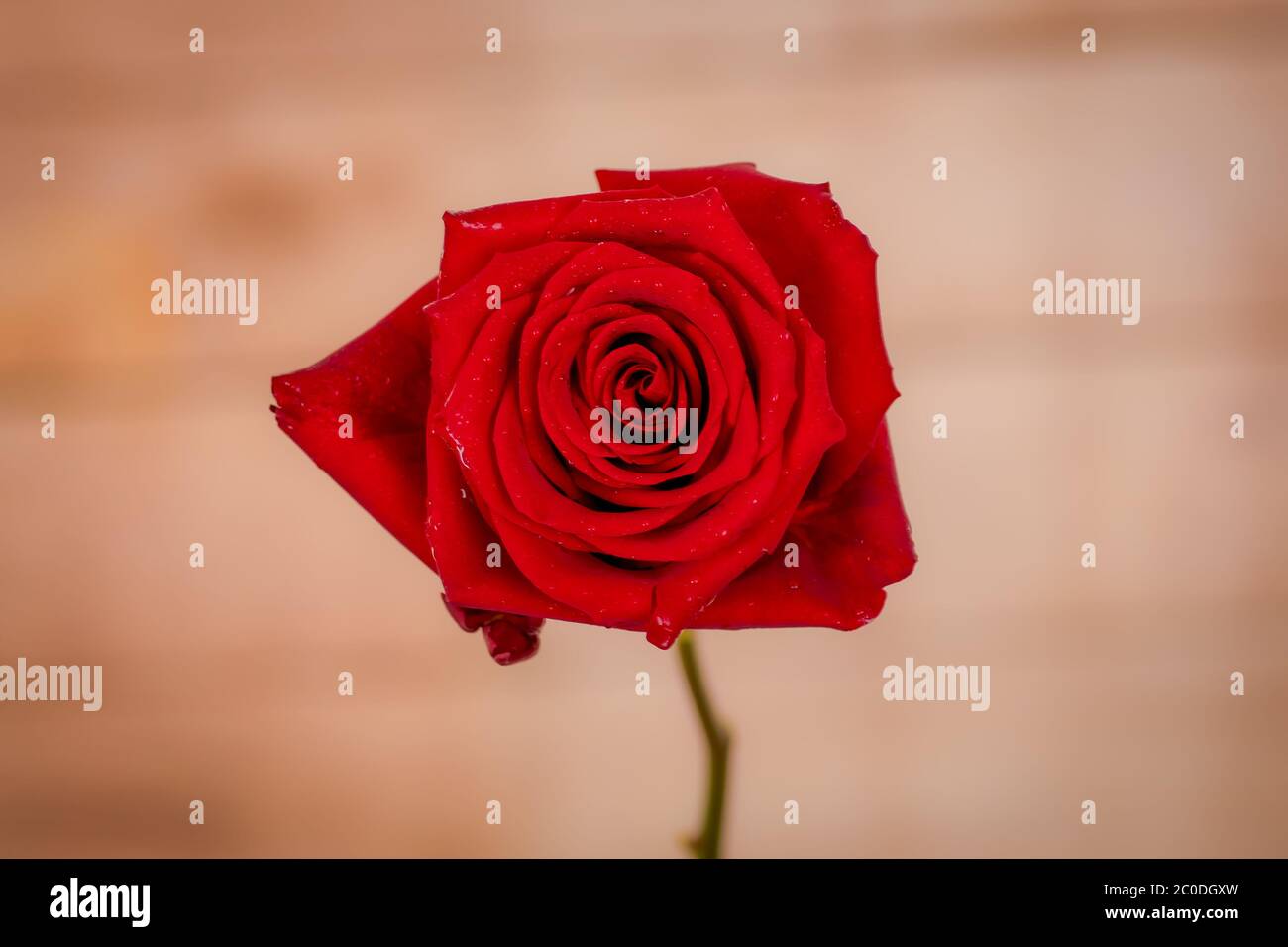 Macro, Close up of classic Explorer roses variety, studio shot Stock ...