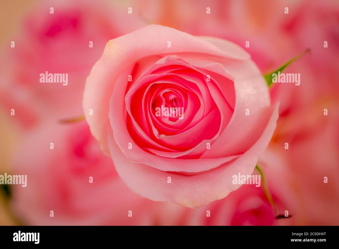 Close up macro of Luciano roses variety, studio shot Stock Photo - Alamy