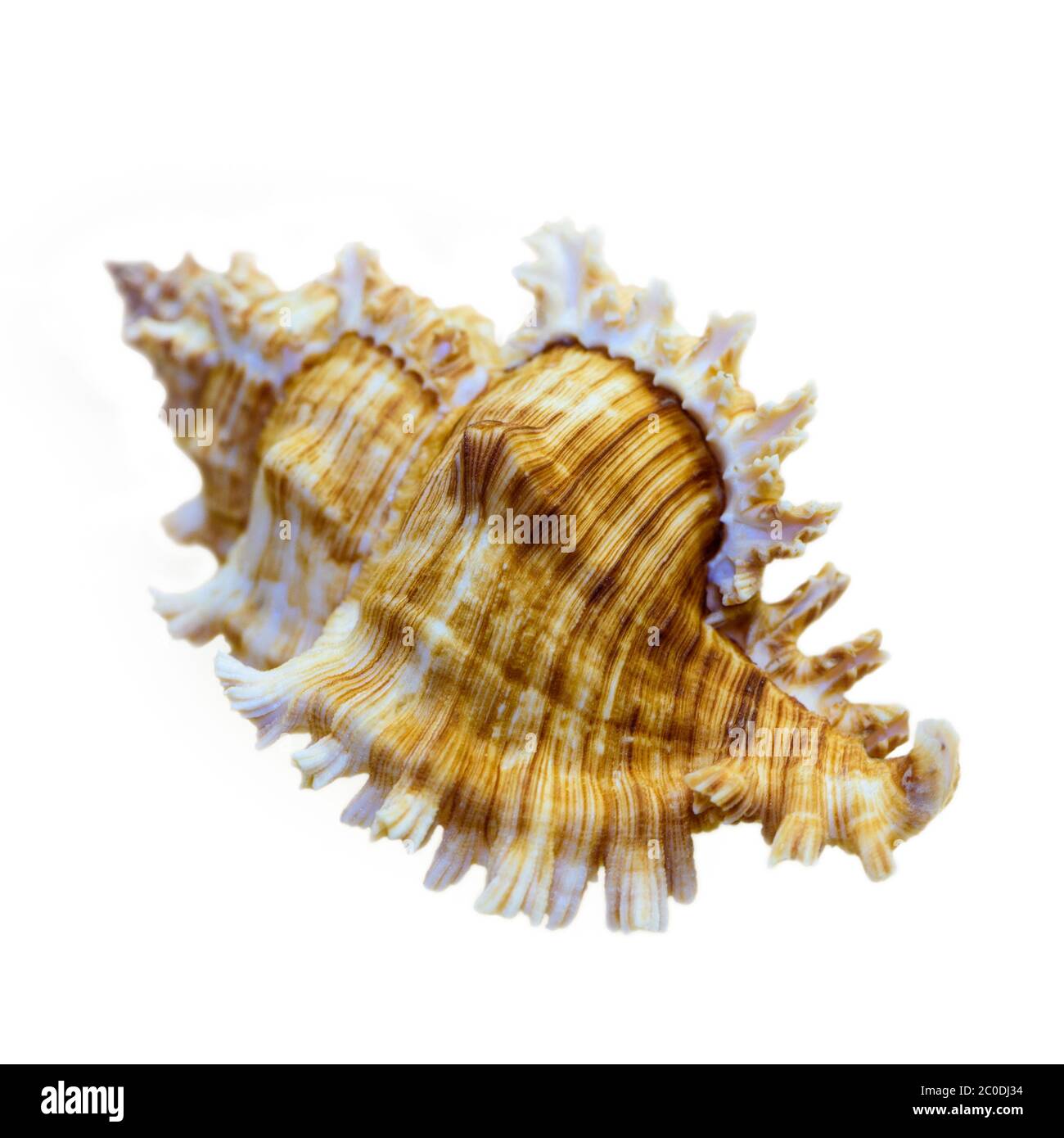 Murex shellfish hi-res stock photography and images - Alamy