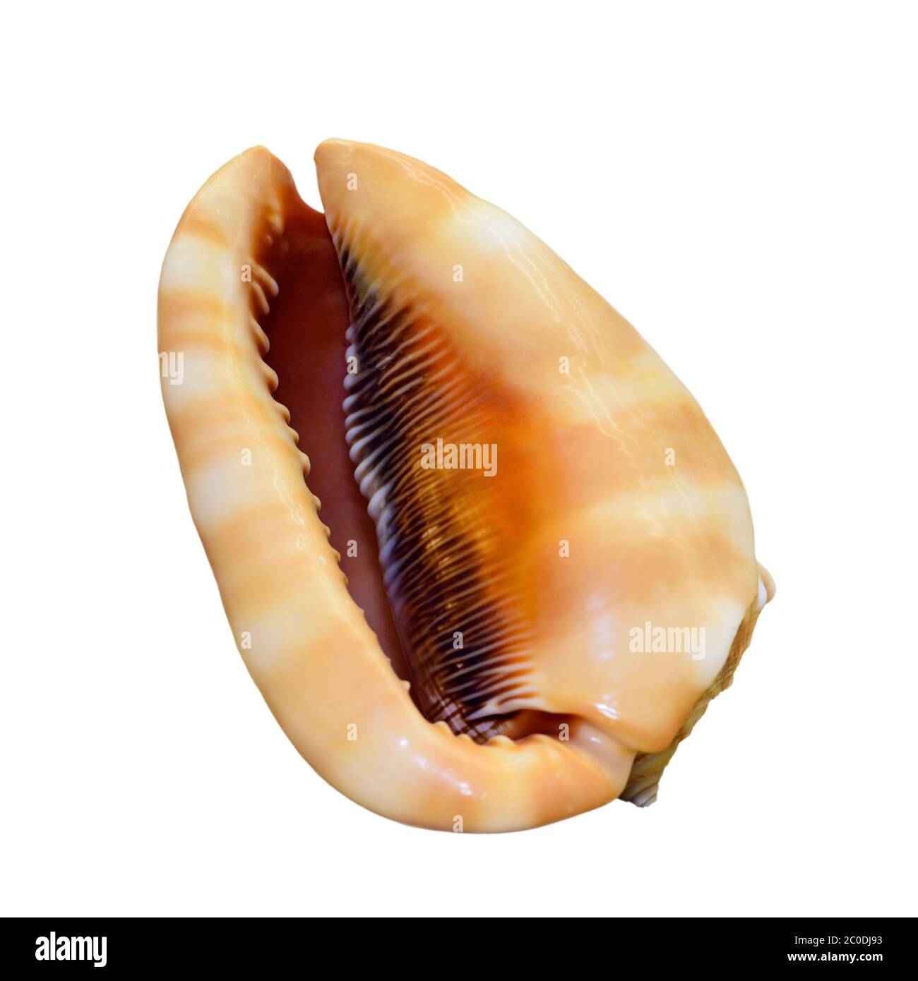 Shell of Cypraecassis Rufa or Bullmouth Helmet Stock Photo - Alamy