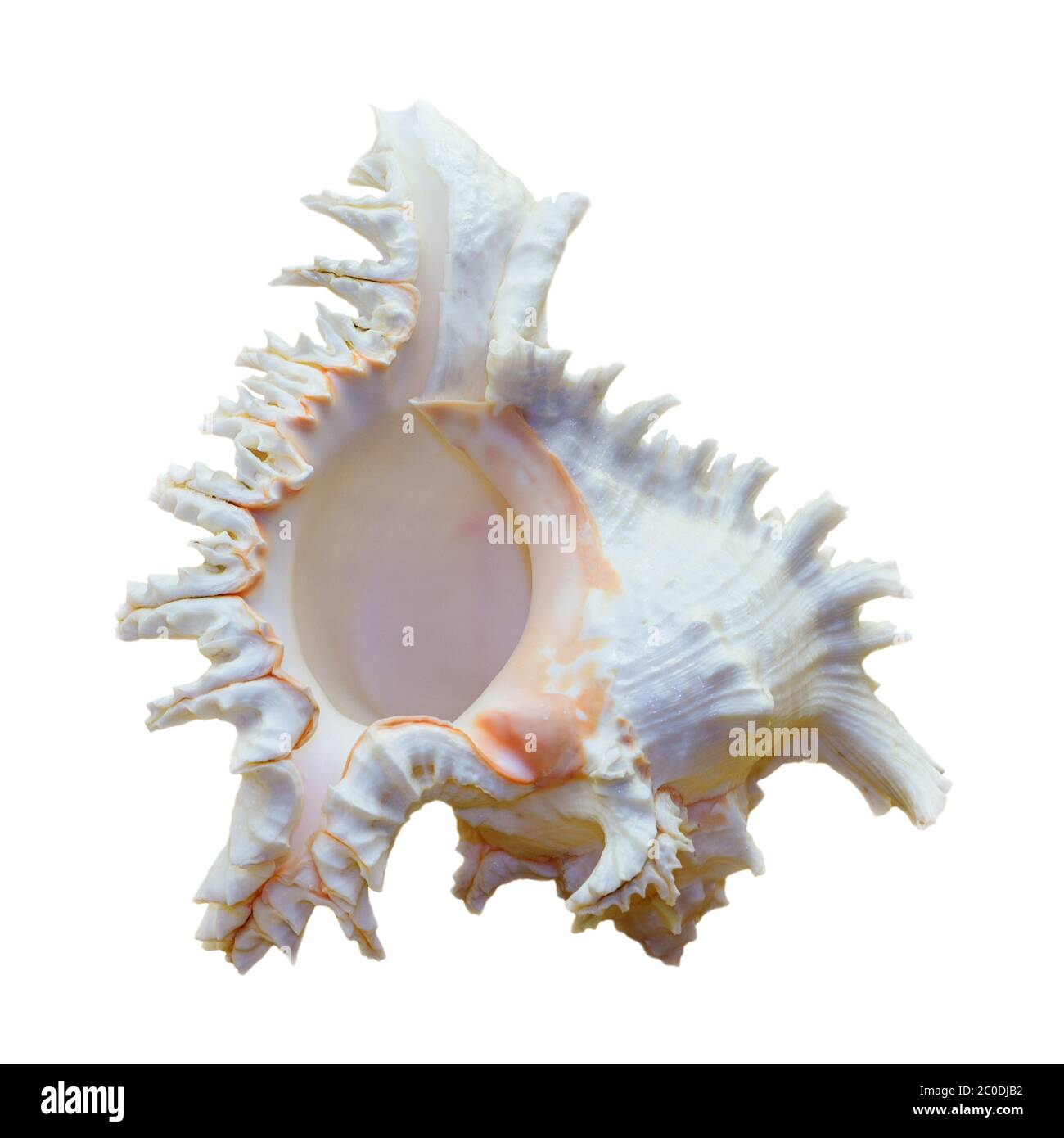 Murex shell hi-res stock photography and images - Alamy