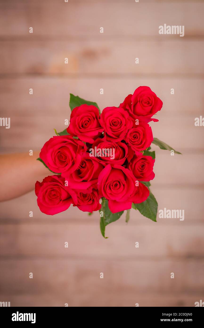 Women hand holding a bouquet of Hot Explorer roses variety, studio shot ...