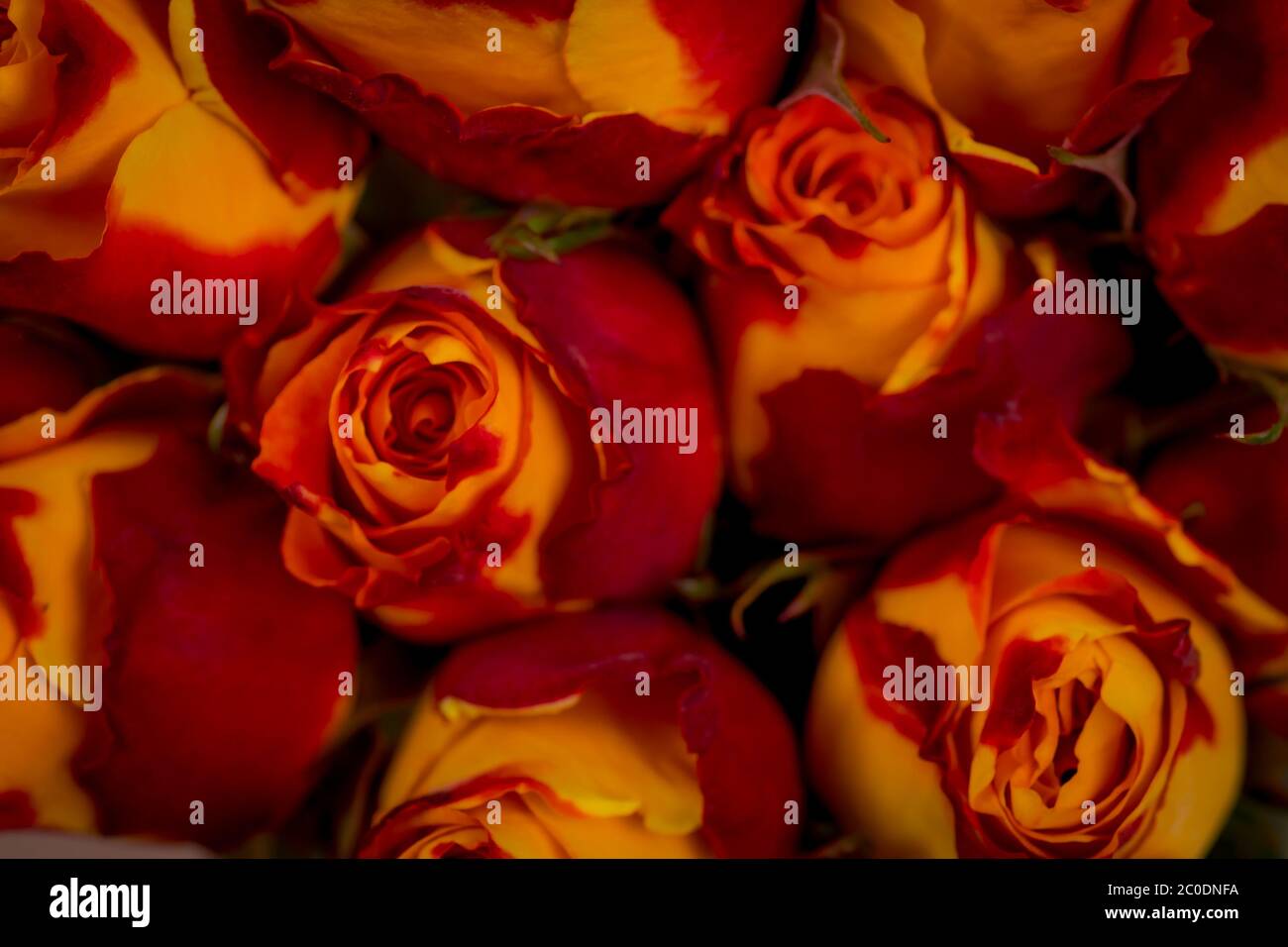 Women hand holding a bouquet of Silantoi roses variety, studio shot ...
