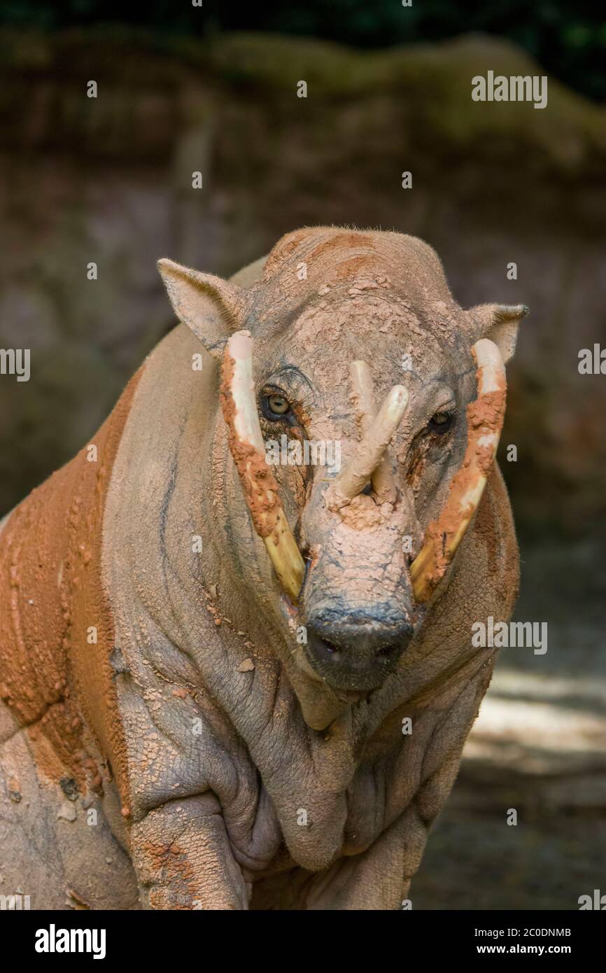 Pig deer hi-res stock photography and images - Alamy