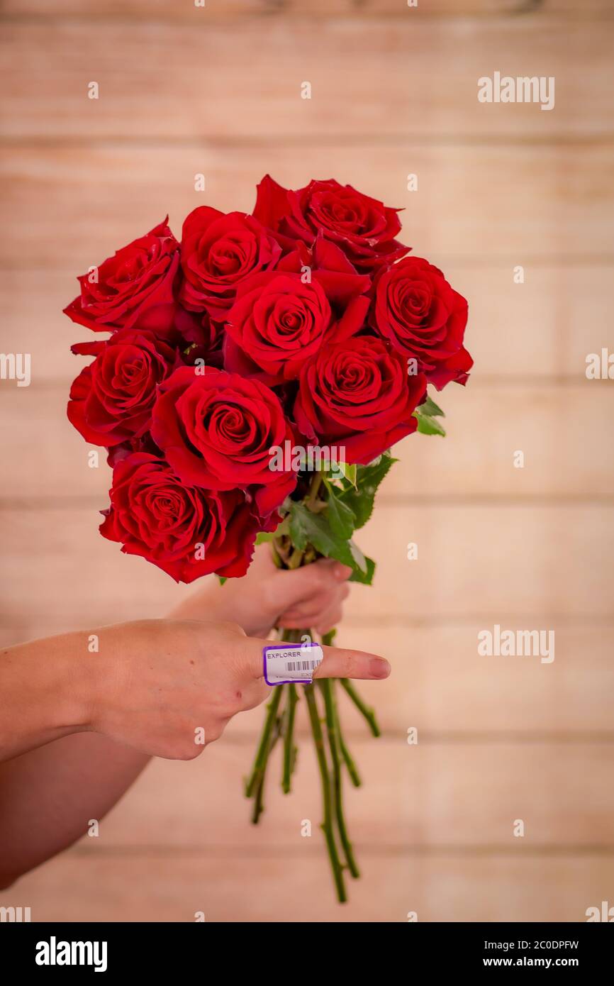 Women hand holding a bouquet of classic Explorer roses variety, studio ...