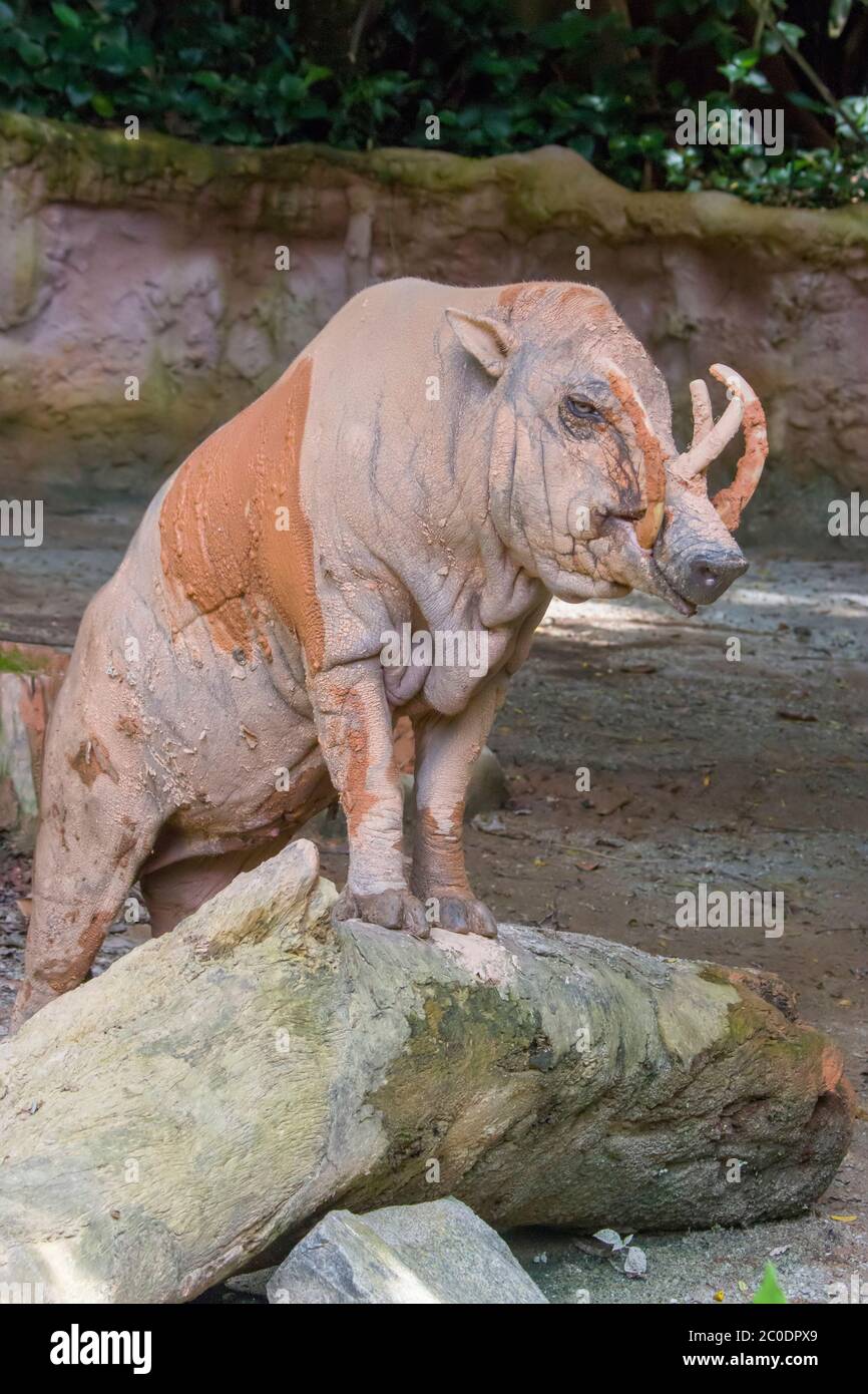 a male Buru babirusa stands alone. It is a wild pig-like animal native ...