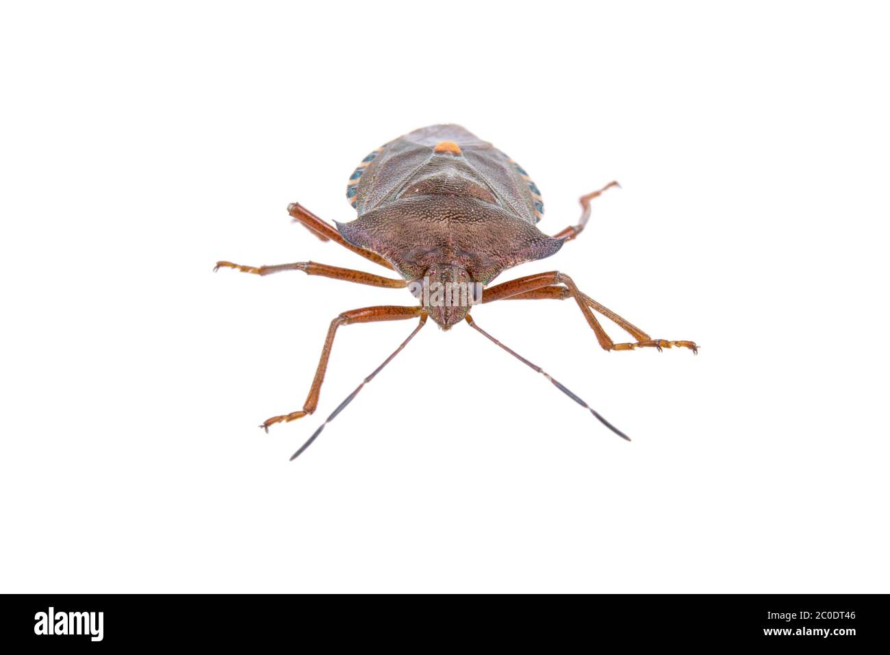 White shield hi-res stock photography and images - Alamy