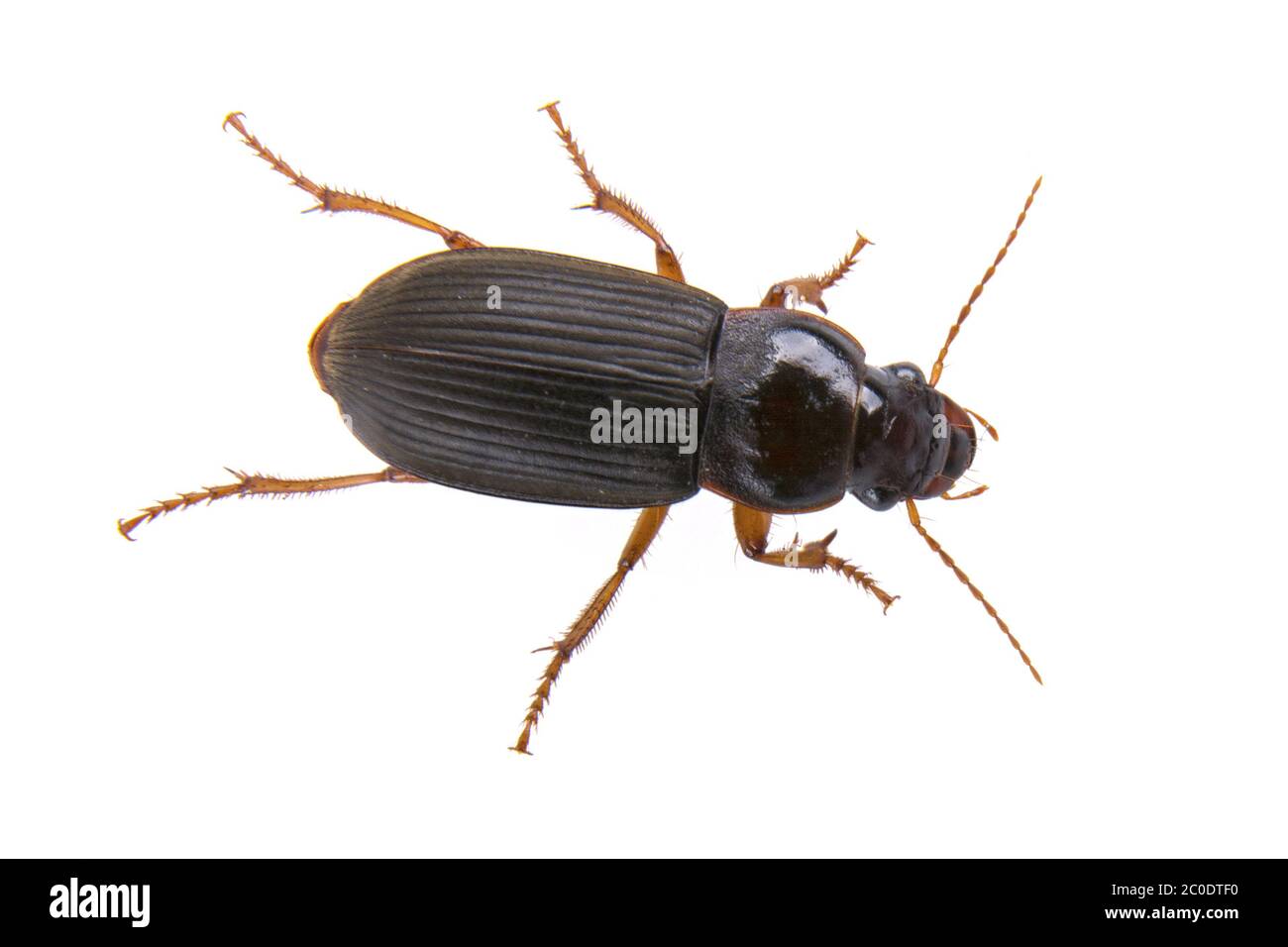 Black bug on a white background Stock Photo - Alamy