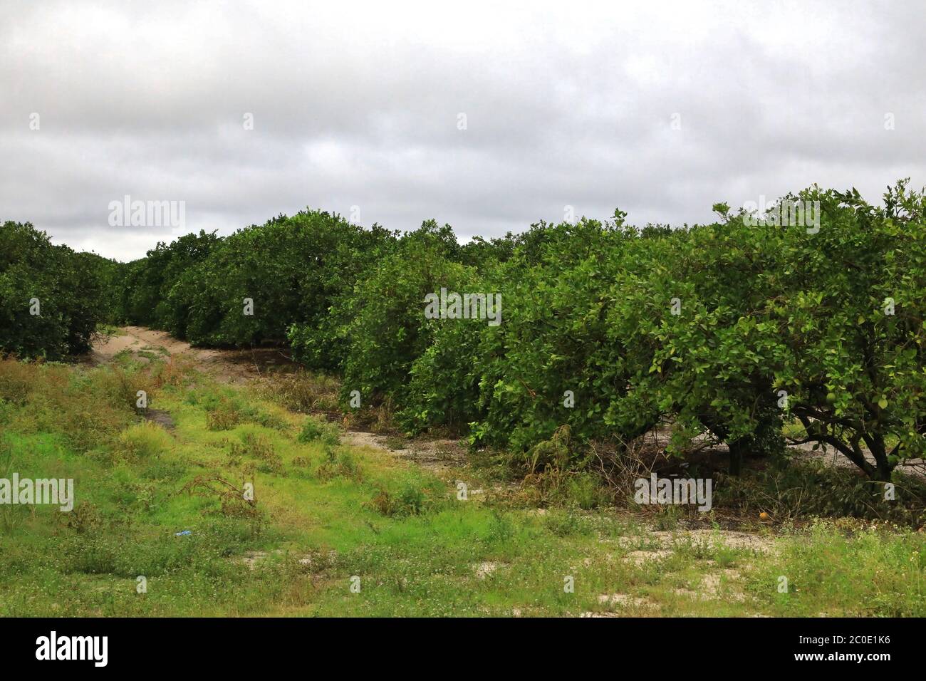 Citrus tree farms of orange crop Stock Photo - Alamy
