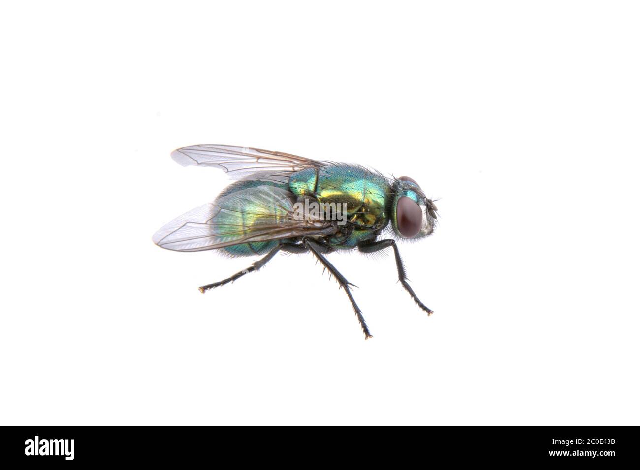 Green fly isolated on a white background Stock Photo - Alamy