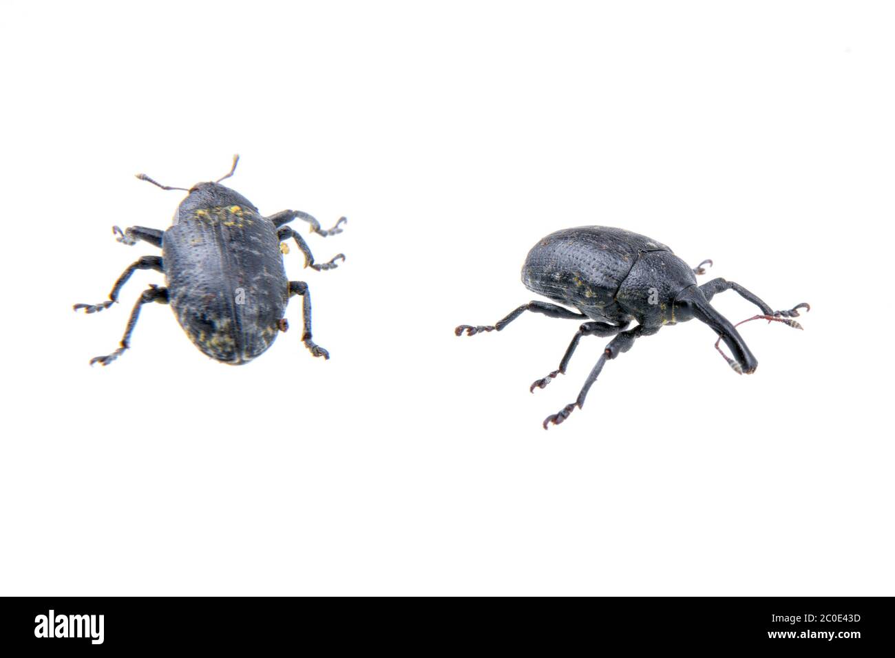 Black and white bugs hi-res stock photography and images - Alamy