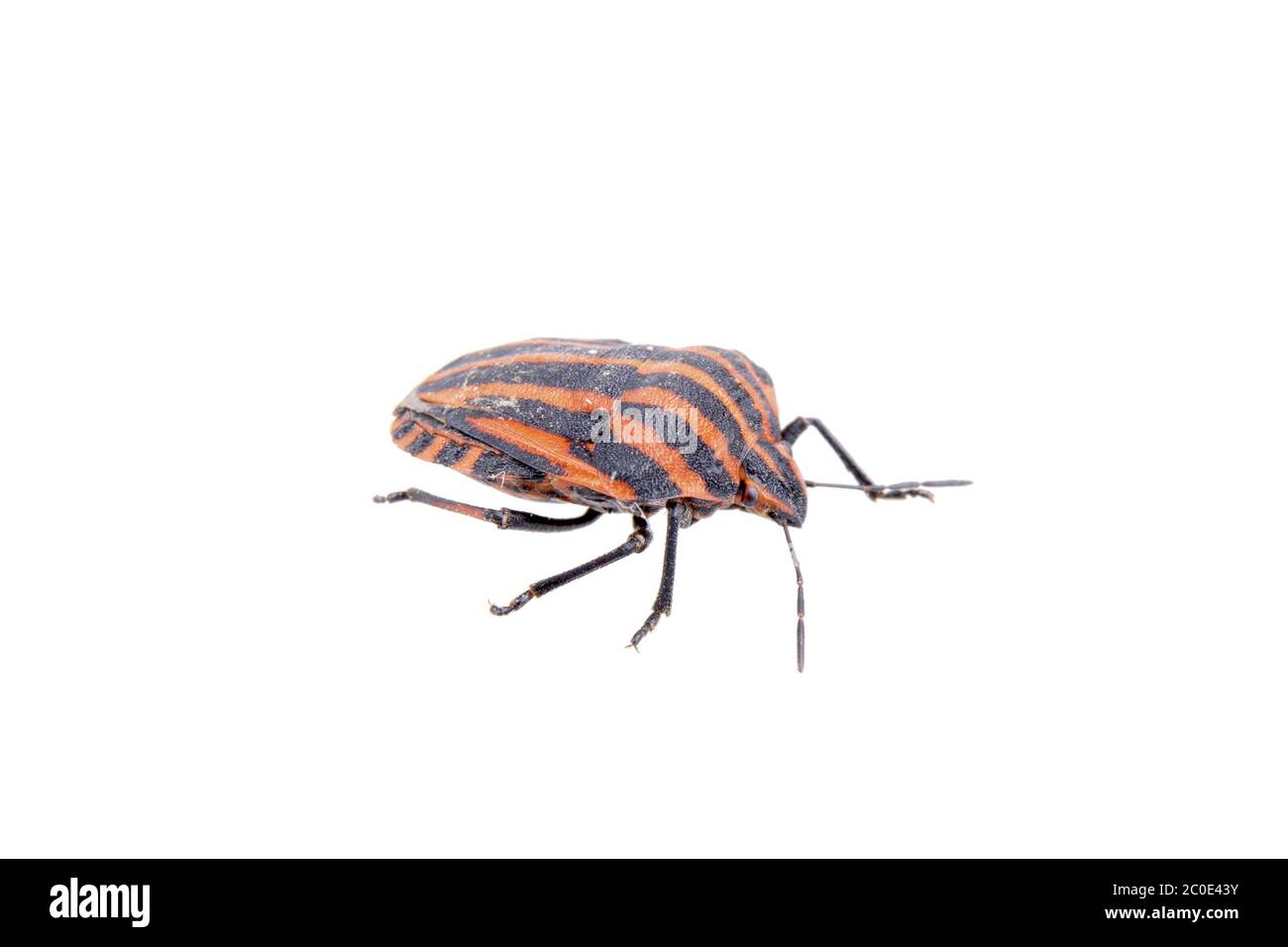 Red and black bug hi-res stock photography and images - Alamy