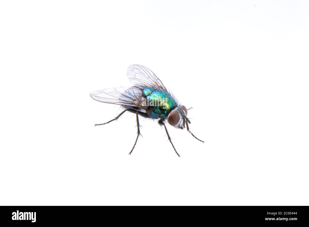 Green fly isolated on a black background Stock Photo - Alamy