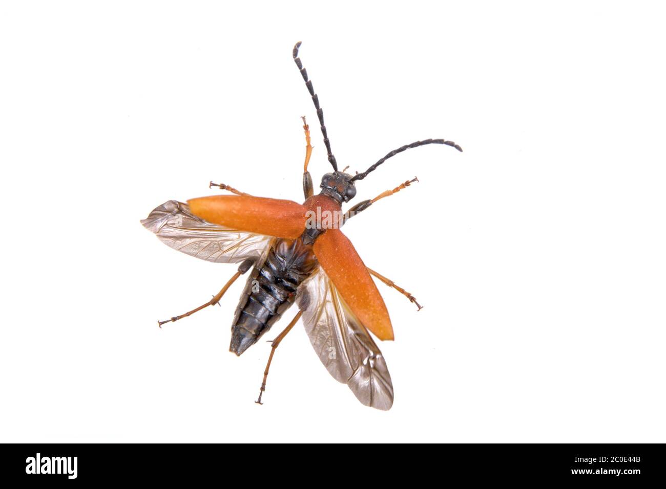 Flying beetle hi-res stock photography and images - Alamy