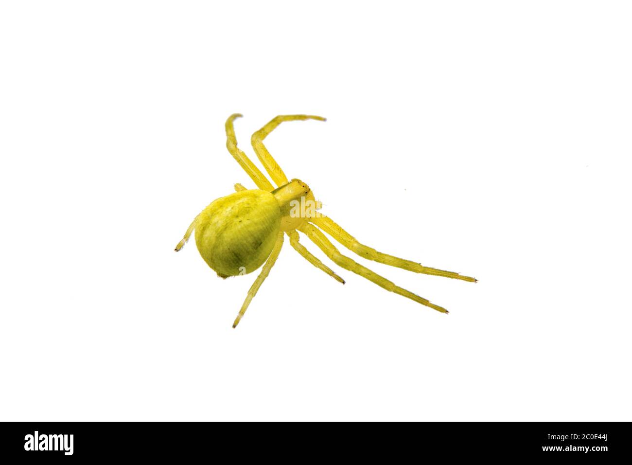 Small spider white background hi-res stock photography and images - Alamy