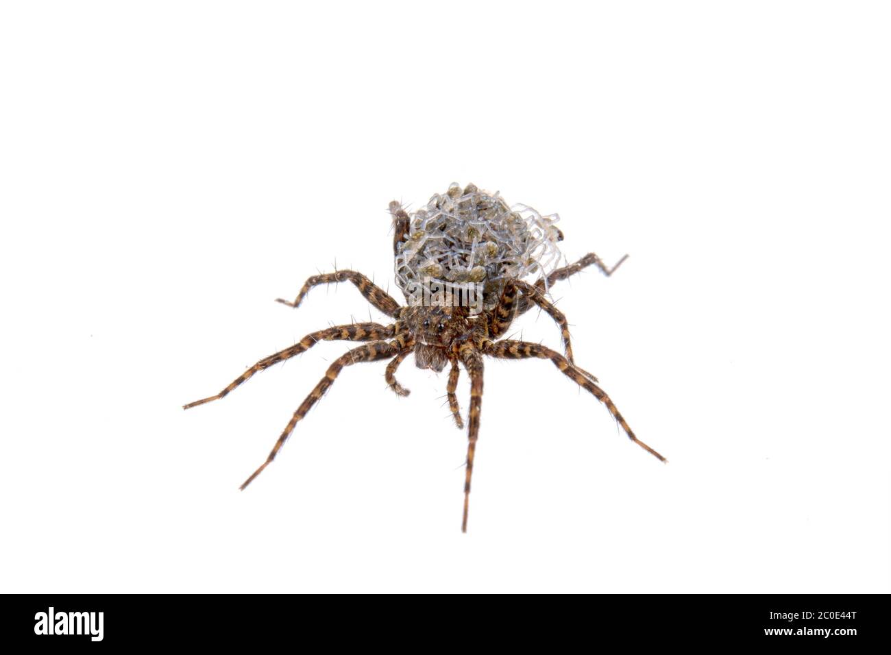 Spiderling Young High Resolution Stock Photography and Images - Alamy
