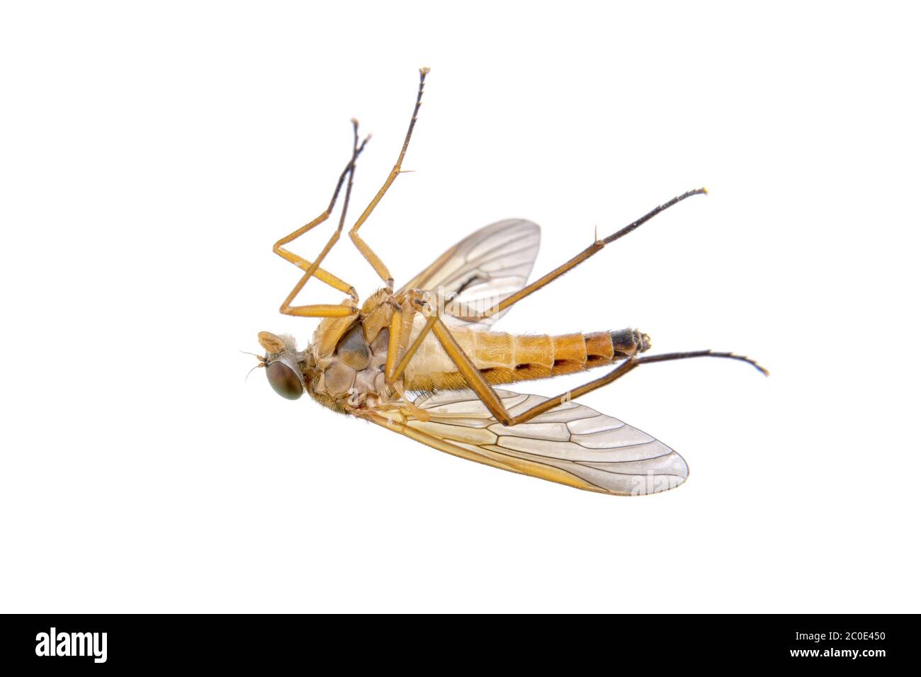 Macro bug insect orange Cut Out Stock Images & Pictures - Alamy