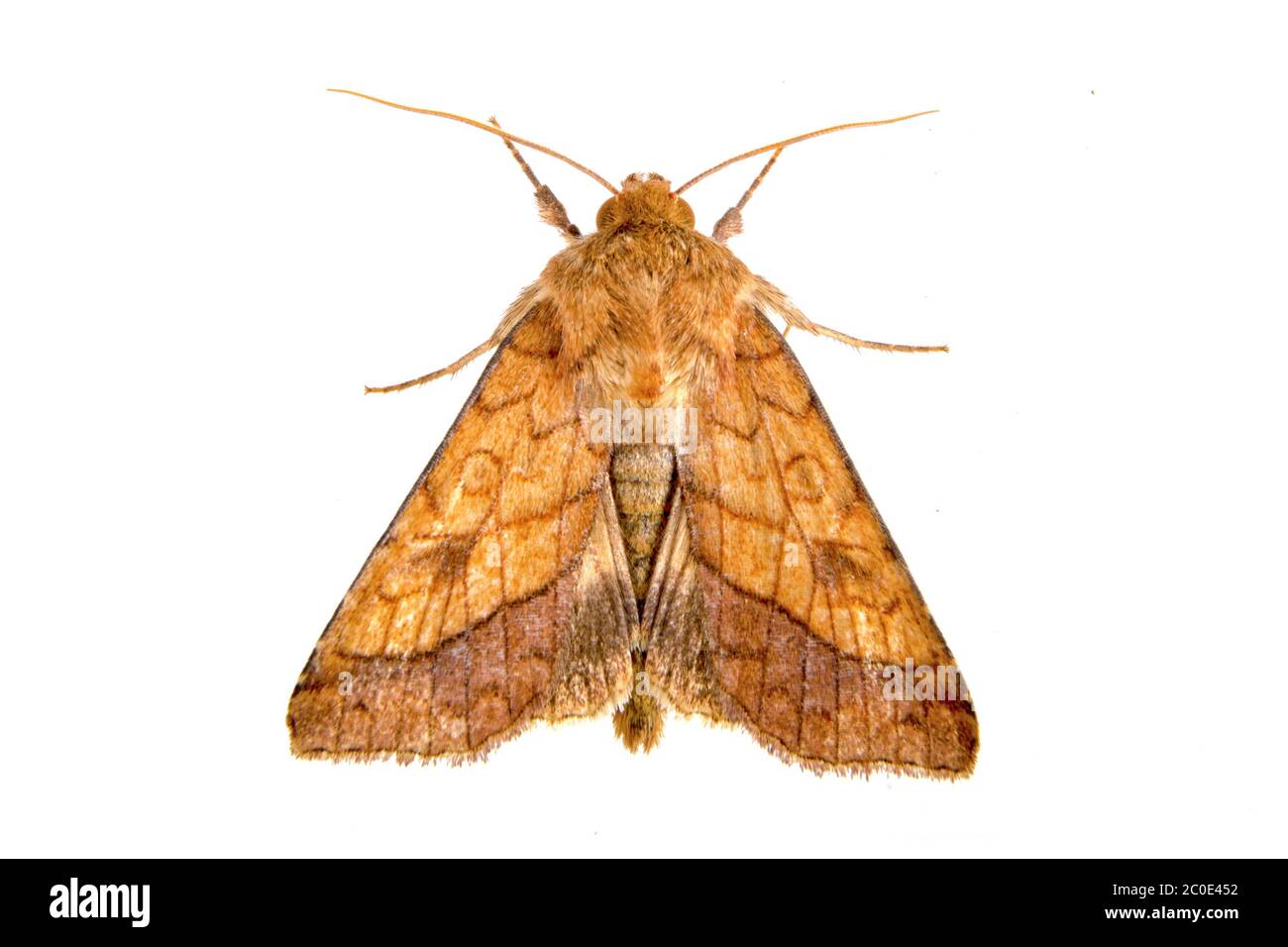 Brown moth isolated on a white background Stock Photo - Alamy
