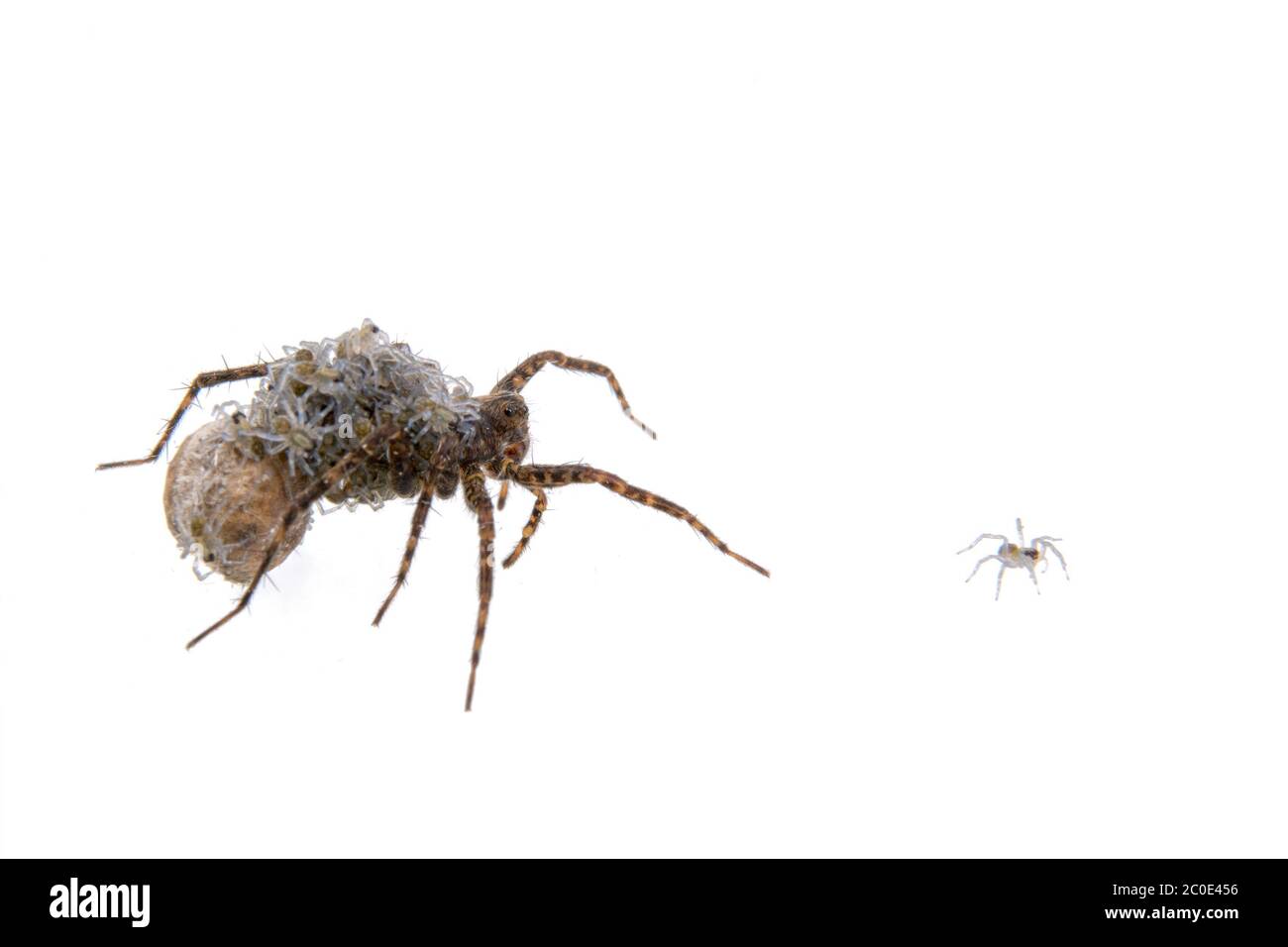 Spiderling Young High Resolution Stock Photography and Images - Alamy