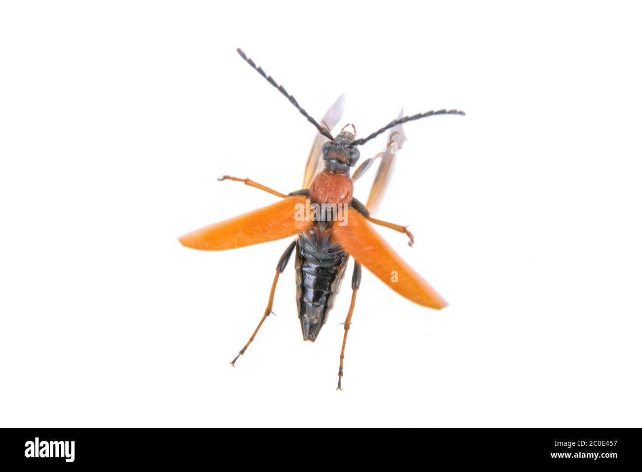 Flying beetle isolated on a white background Stock Photo - Alamy