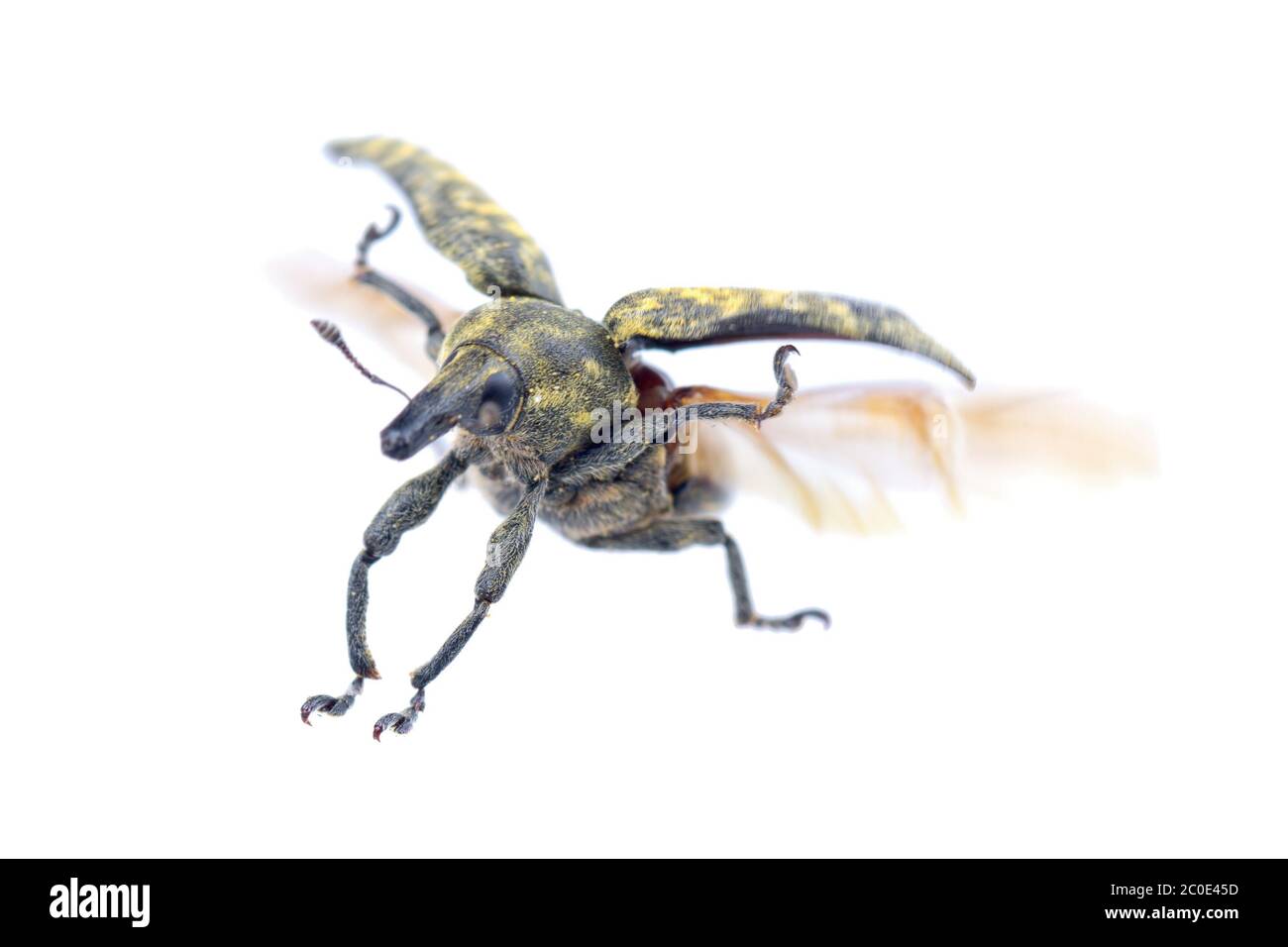 Flying beetle hi-res stock photography and images - Alamy