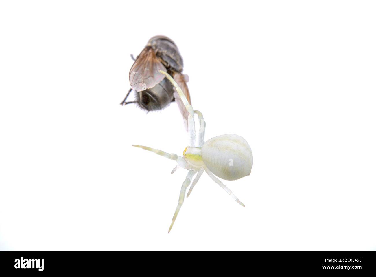 White spider whit fly on a white background Stock Photo - Alamy