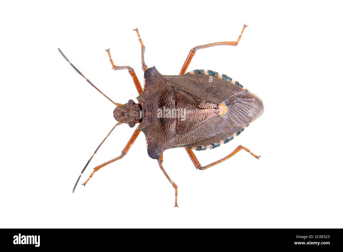 Brown shield bug Cut Out Stock Images & Pictures - Alamy