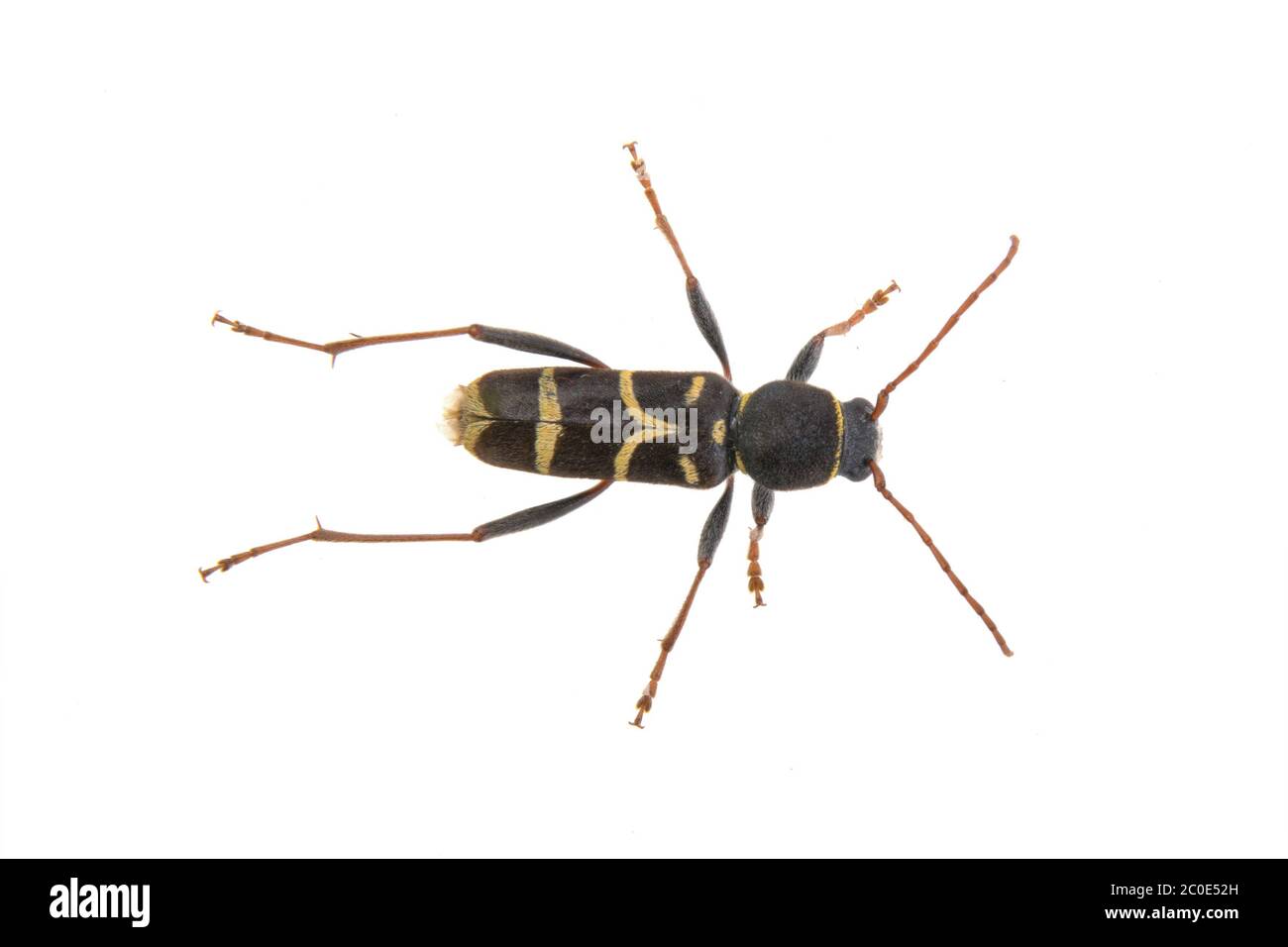 Yellow and black bug hi-res stock photography and images - Alamy