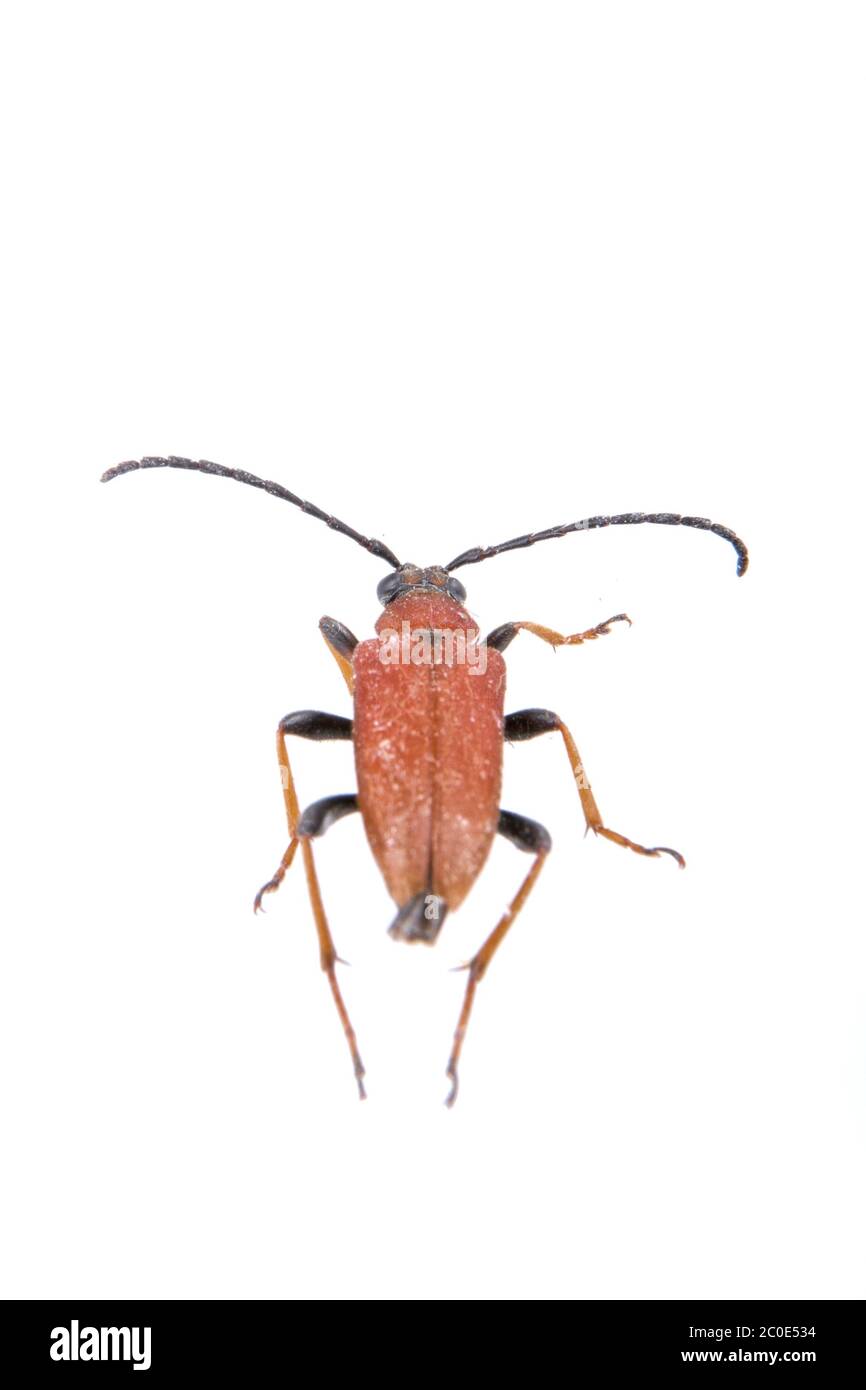 Rusty beetle hi-res stock photography and images - Alamy