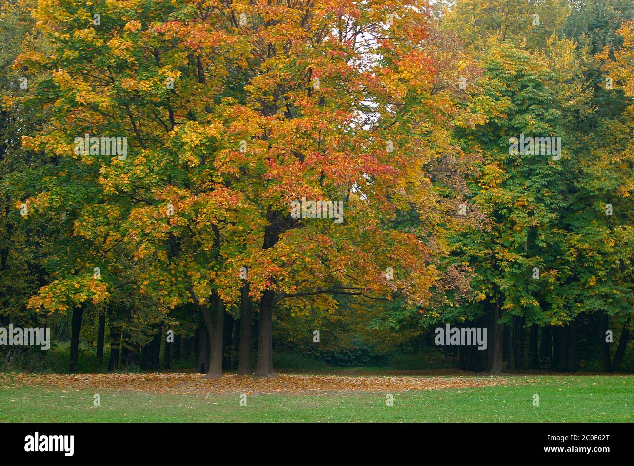 Multi coloured leaves hi-res stock photography and images - Alamy