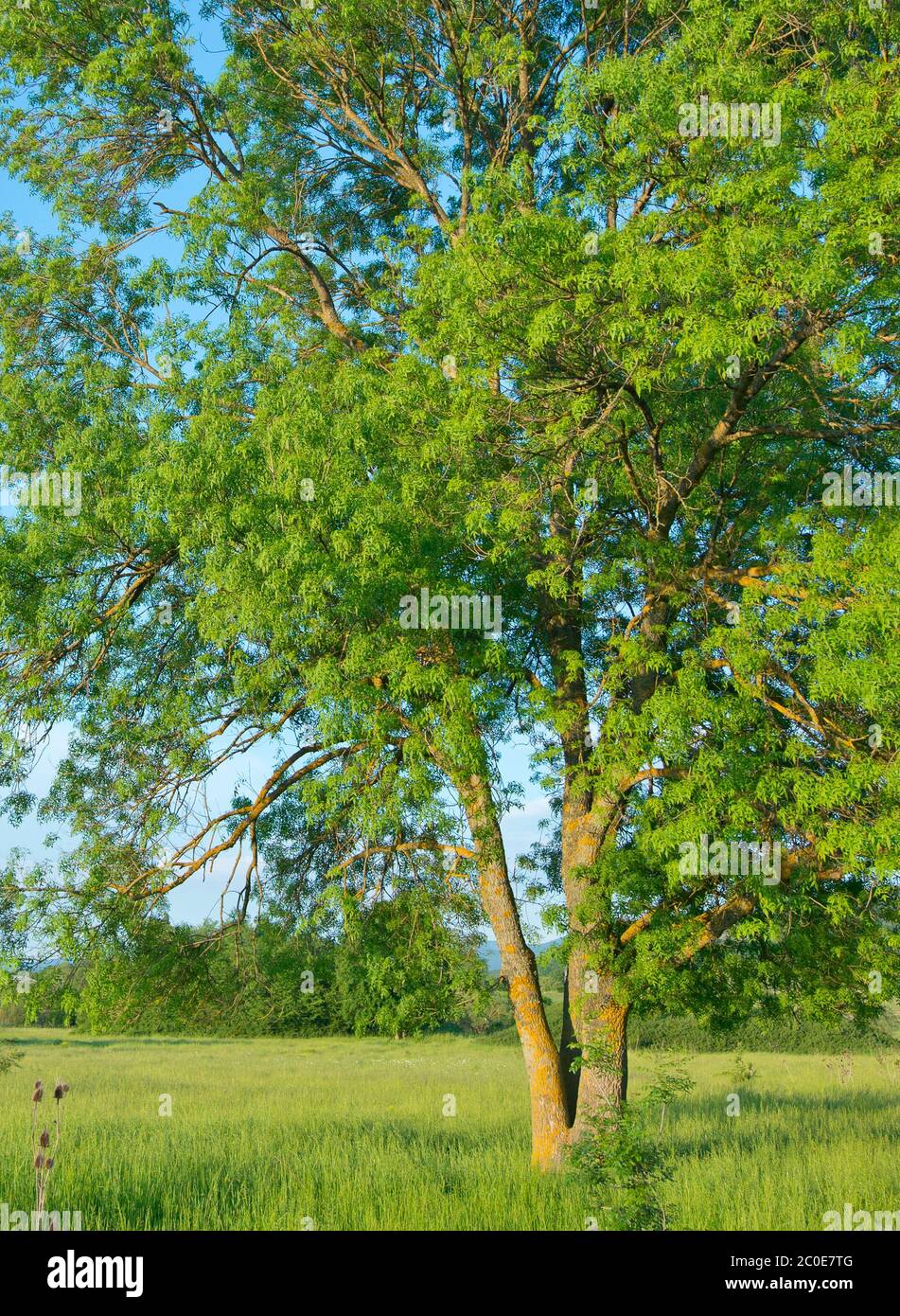 tree in the field Stock Photo - Alamy