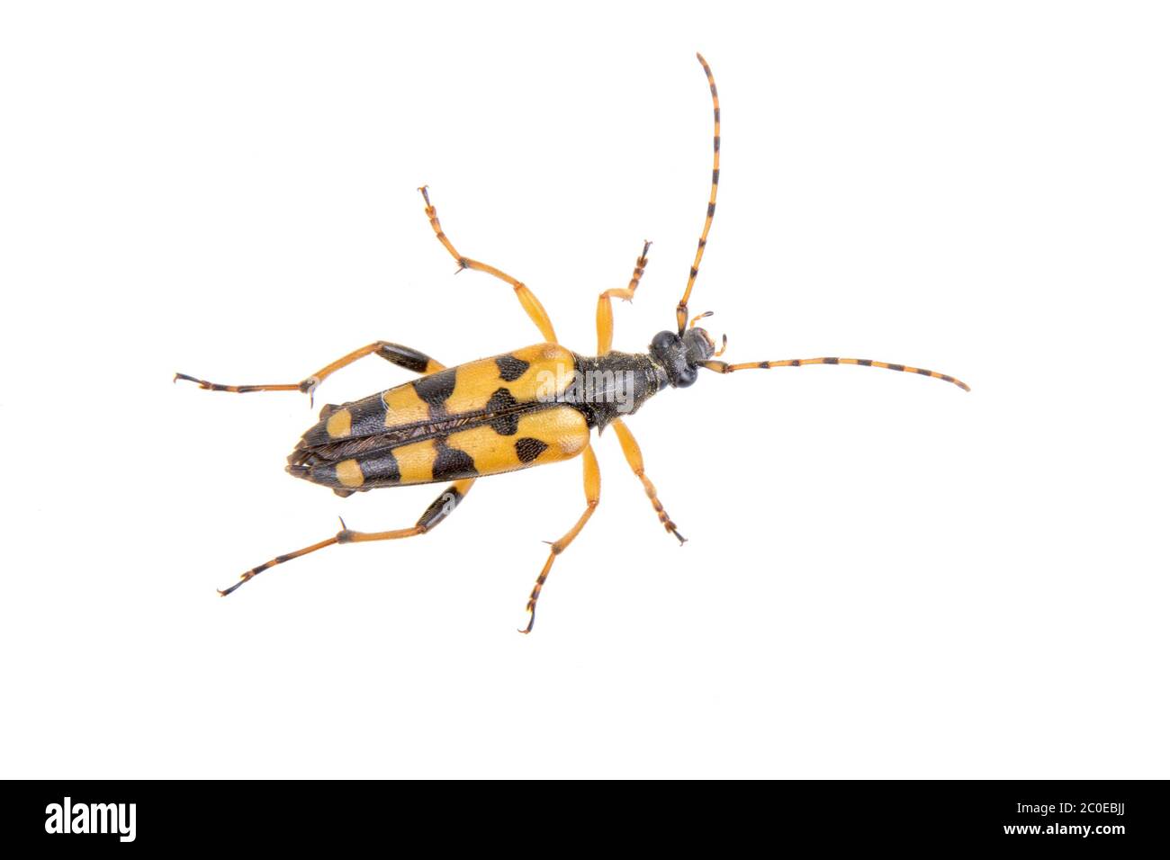 Yellow black bug on a white background Stock Photo - Alamy