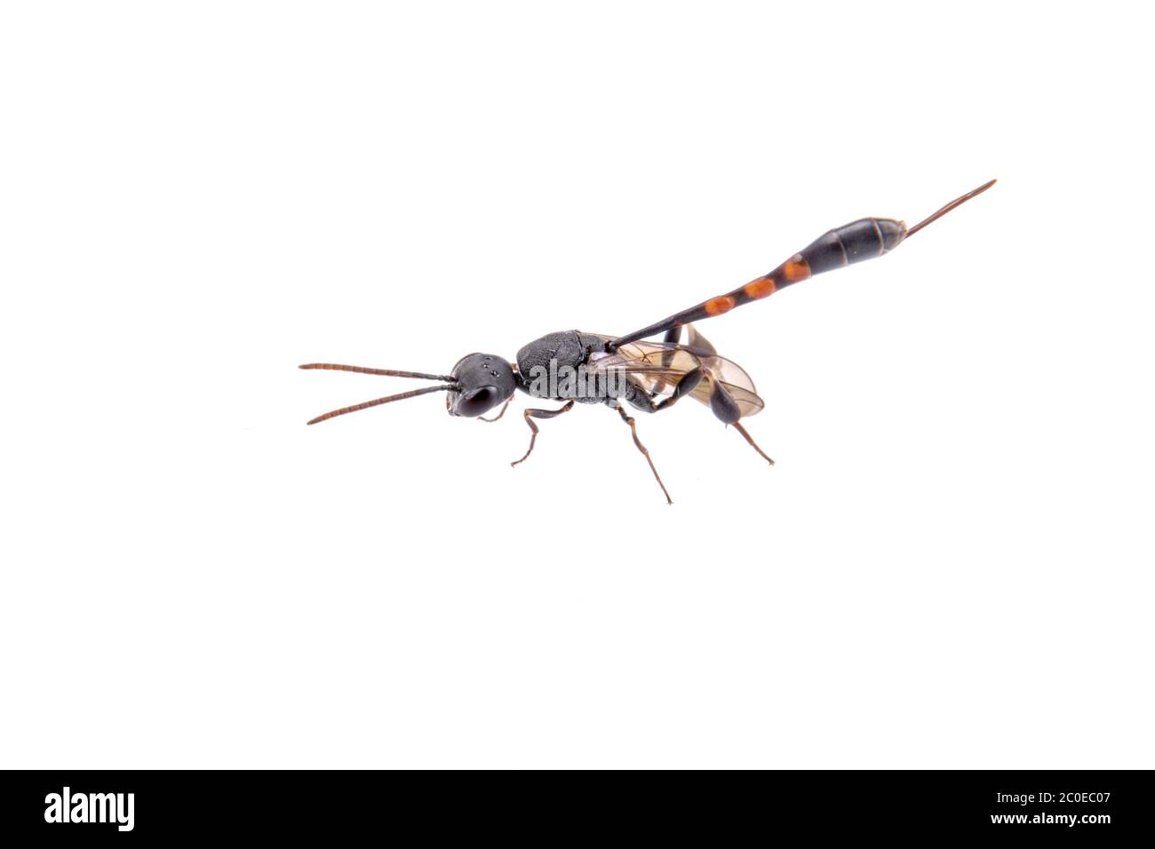 Black and white insect hi-res stock photography and images - Alamy