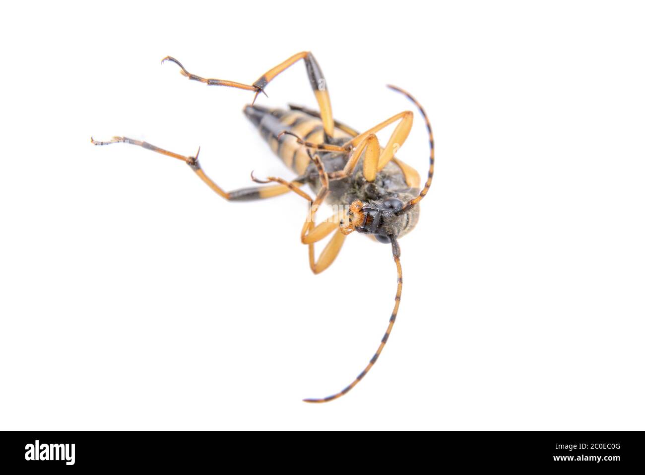 Yellow and black bug hi-res stock photography and images - Alamy