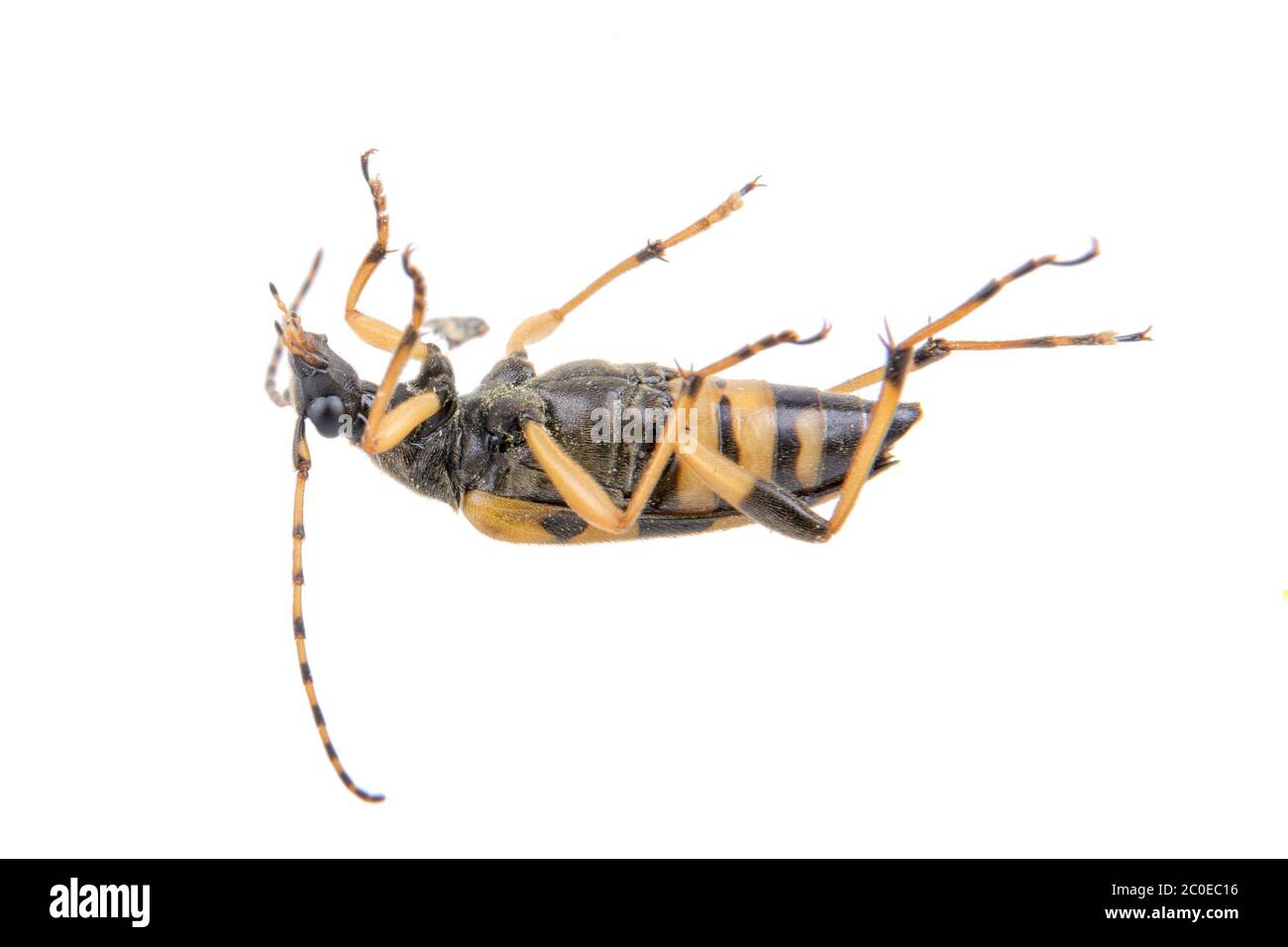 Yellow black bug on a white background Stock Photo - Alamy
