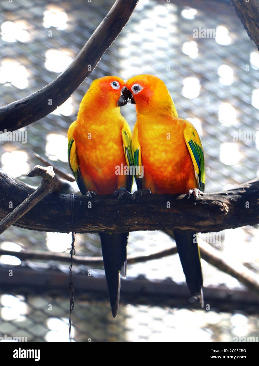 The sun parakeet kissing on a tree branch, also known in aviculture as ...