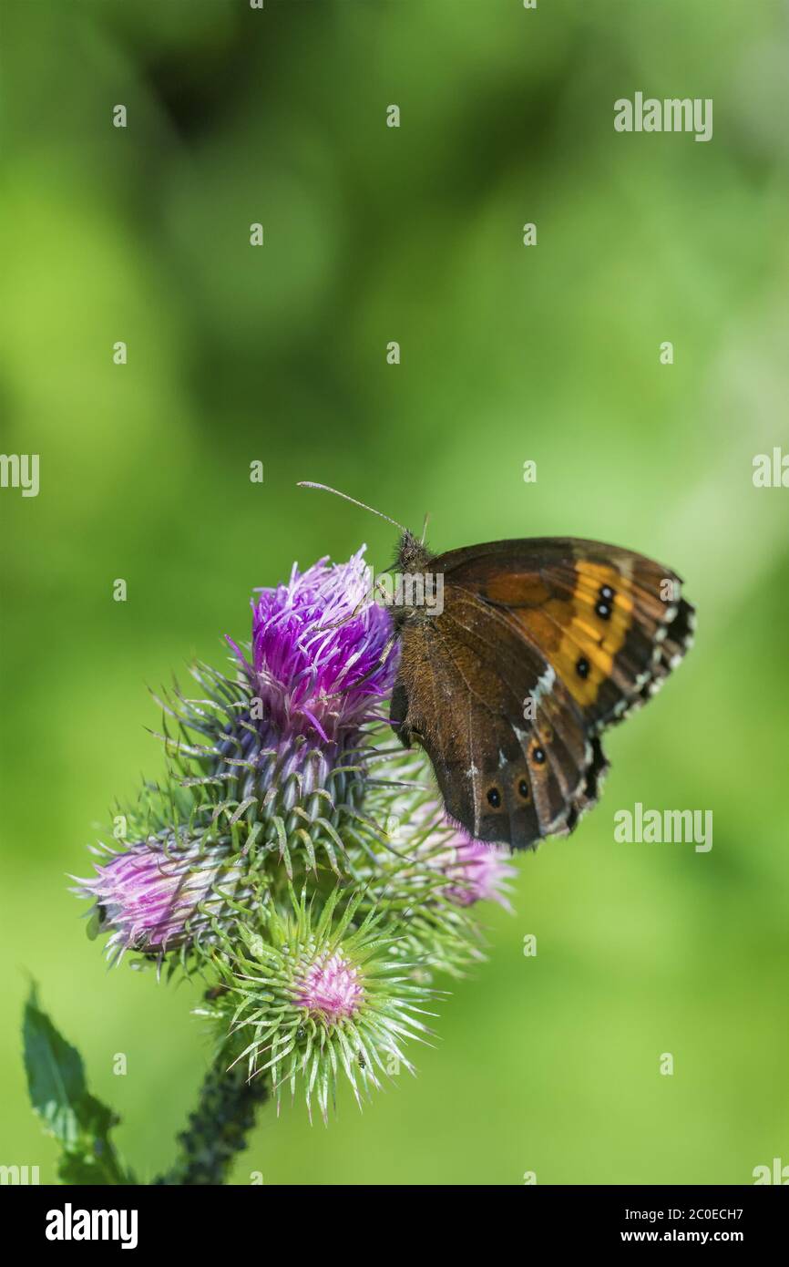 Butterfly violet flower hi-res stock photography and images - Alamy