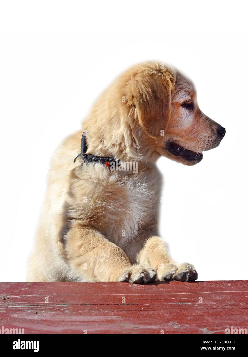 Golden retriever puppy profile Stock Photo - Alamy