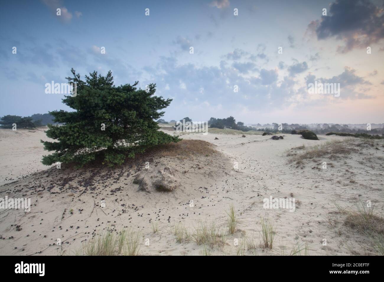Tree on sand hi-res stock photography and images - Alamy