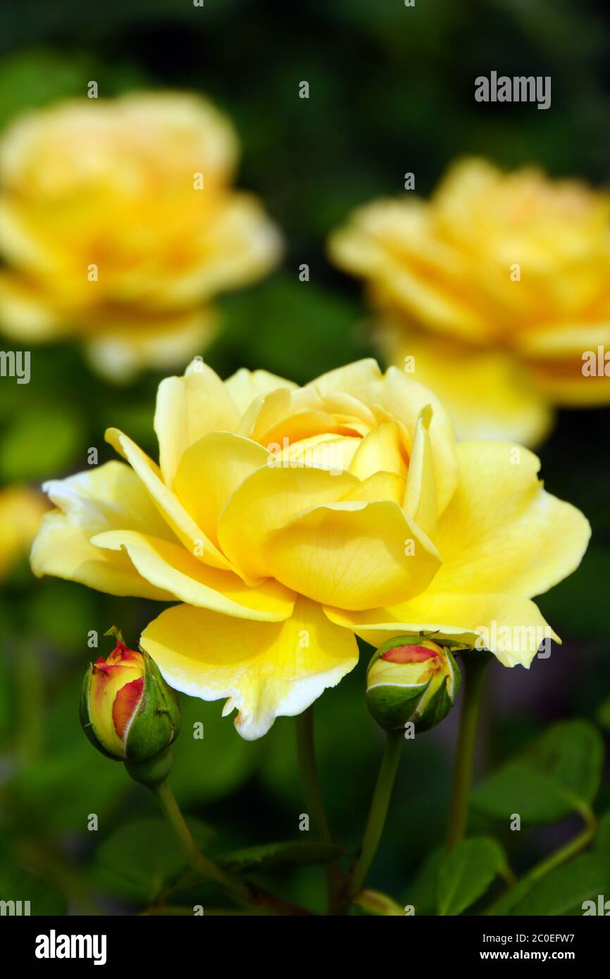 yellow bush roses Stock Photo - Alamy