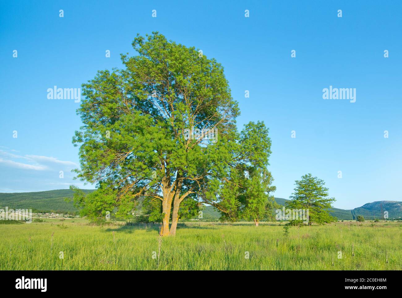 tree in the field Stock Photo - Alamy