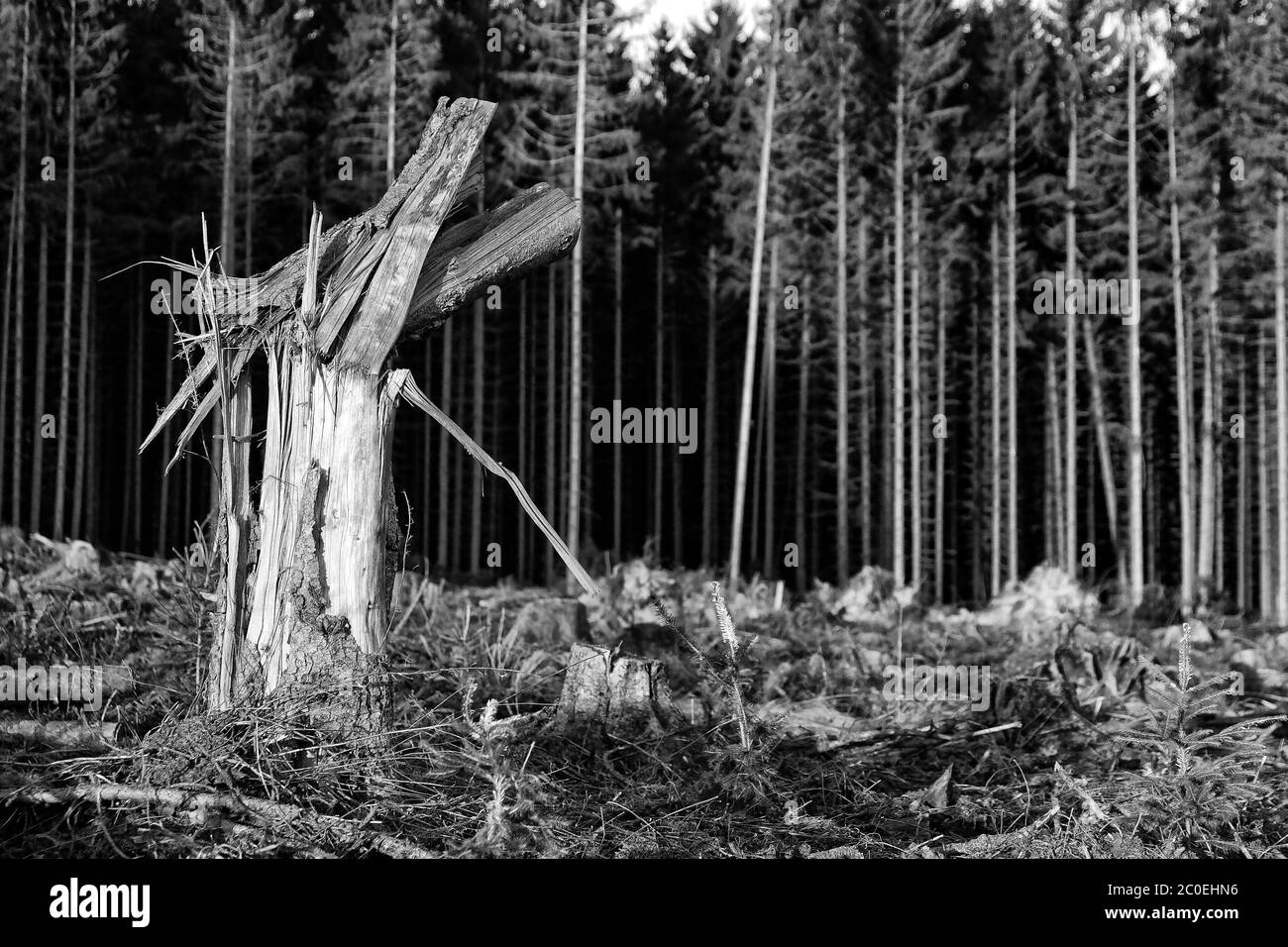 Clearcutting hi-res stock photography and images - Alamy