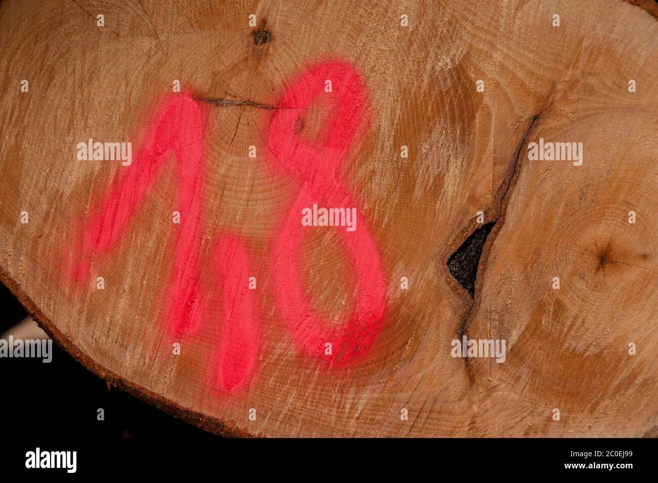 Timber felled hi-res stock photography and images - Alamy