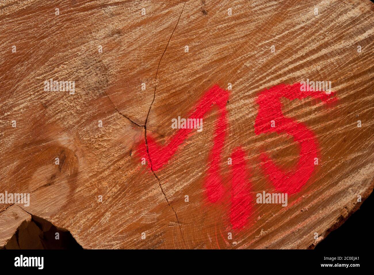 Timber felled hi-res stock photography and images - Alamy