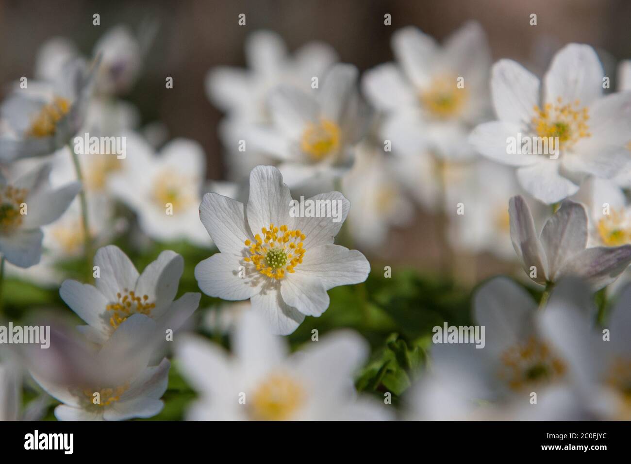 Spring flowering anemone hi-res stock photography and images - Alamy