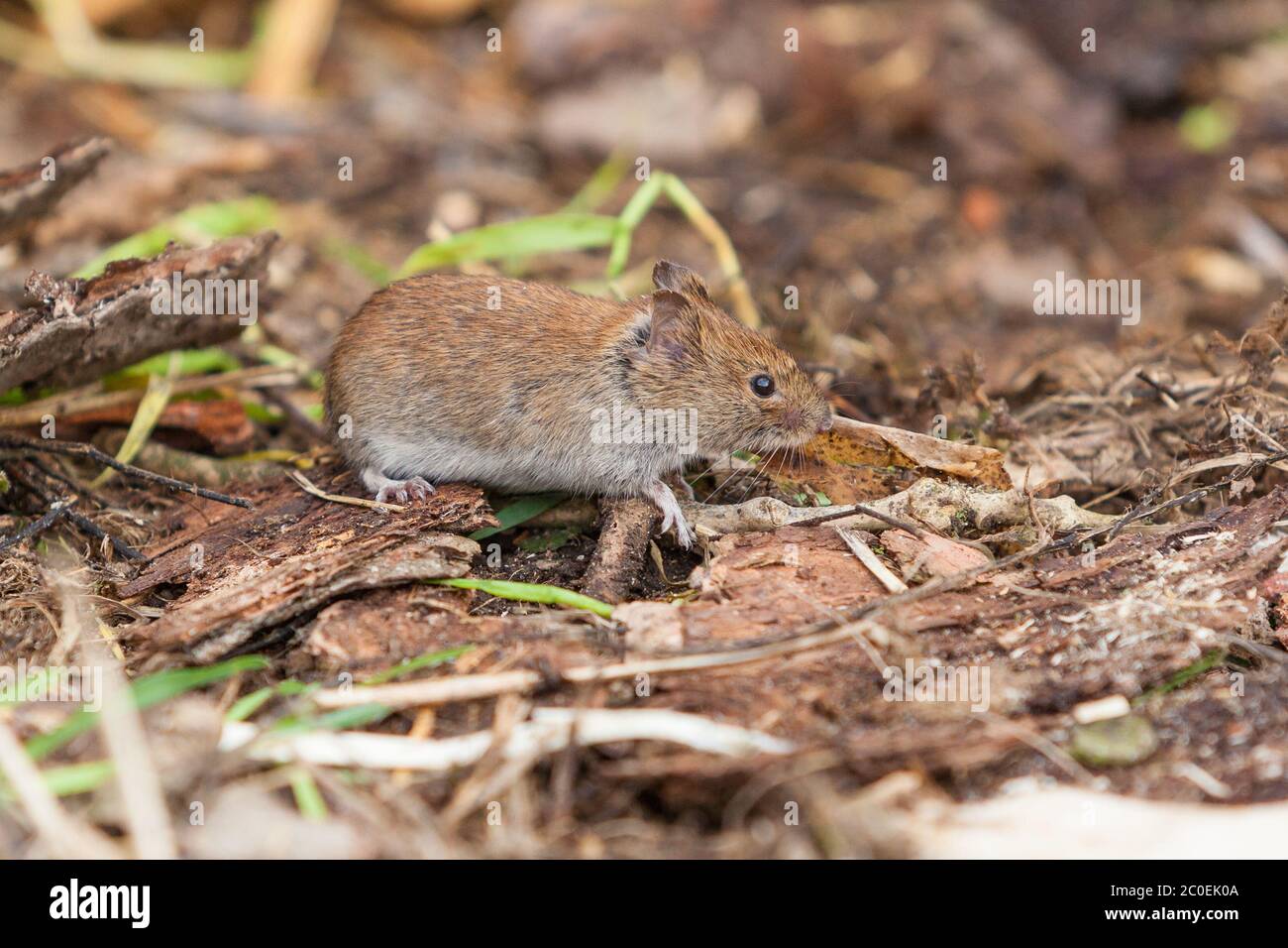 Rodent mouse hi-res stock photography and images - Alamy