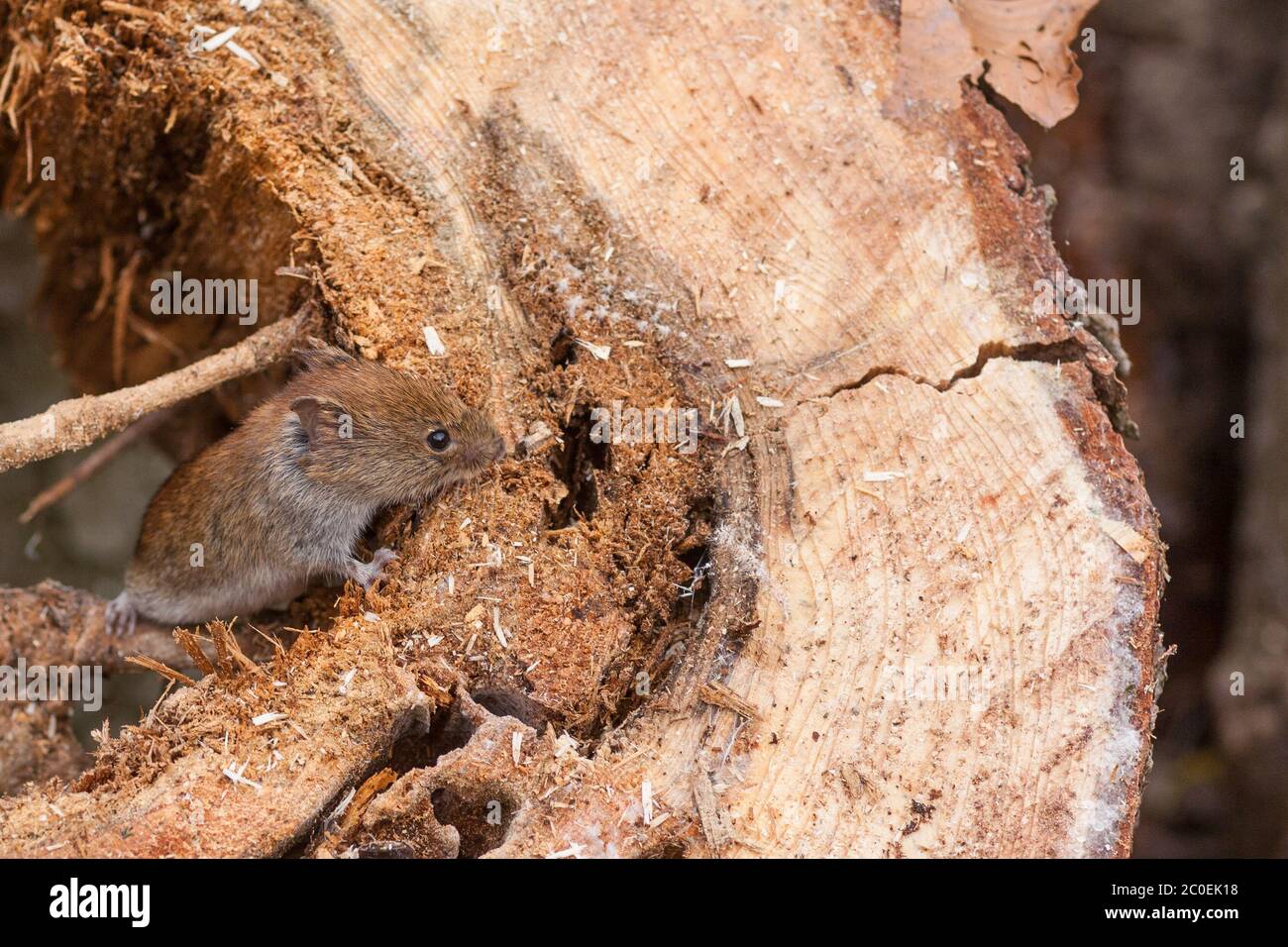 Rodent mouse hi-res stock photography and images - Alamy