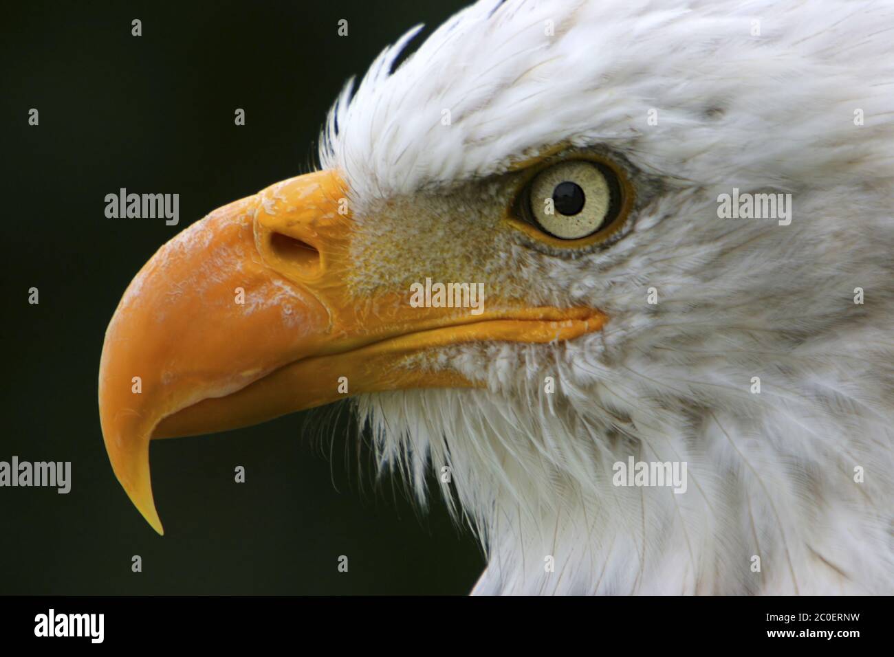 A sharp eye Stock Photo - Alamy