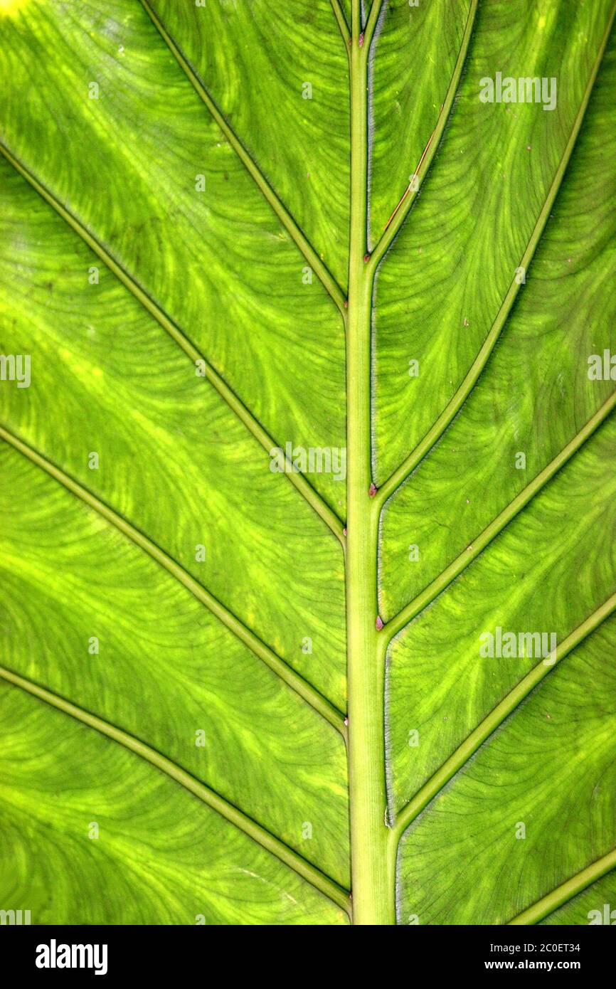 Sheet structures hi-res stock photography and images - Alamy